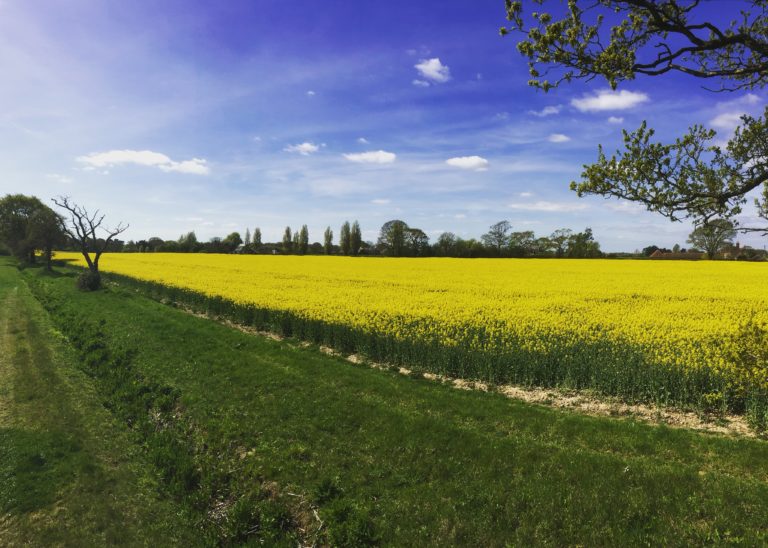 Rectory Farm | Rectory Farm Meadow